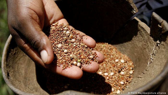 LACK OF QUALITY SEEDS HAMPERING CROP PRODUCTIVITY – Eagle FM