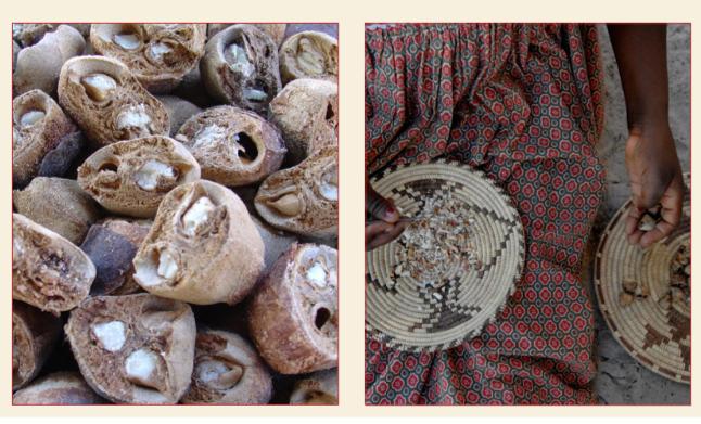 WOMEN'S COOPERATIVE EXPORT 53 298KG OF MARULA OIL – Eagle FM