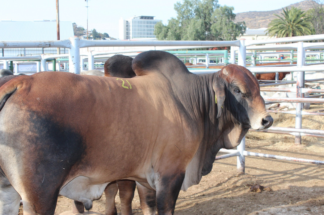 N$110 000 for Red Brahman Bull At Genetic Auction – Eagle FM