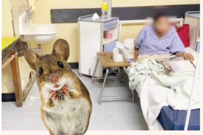 PATIENTS' LEFTOVER FOOD INVITING MICE TO HOSPITALS - SHANGULA – Eagle FM