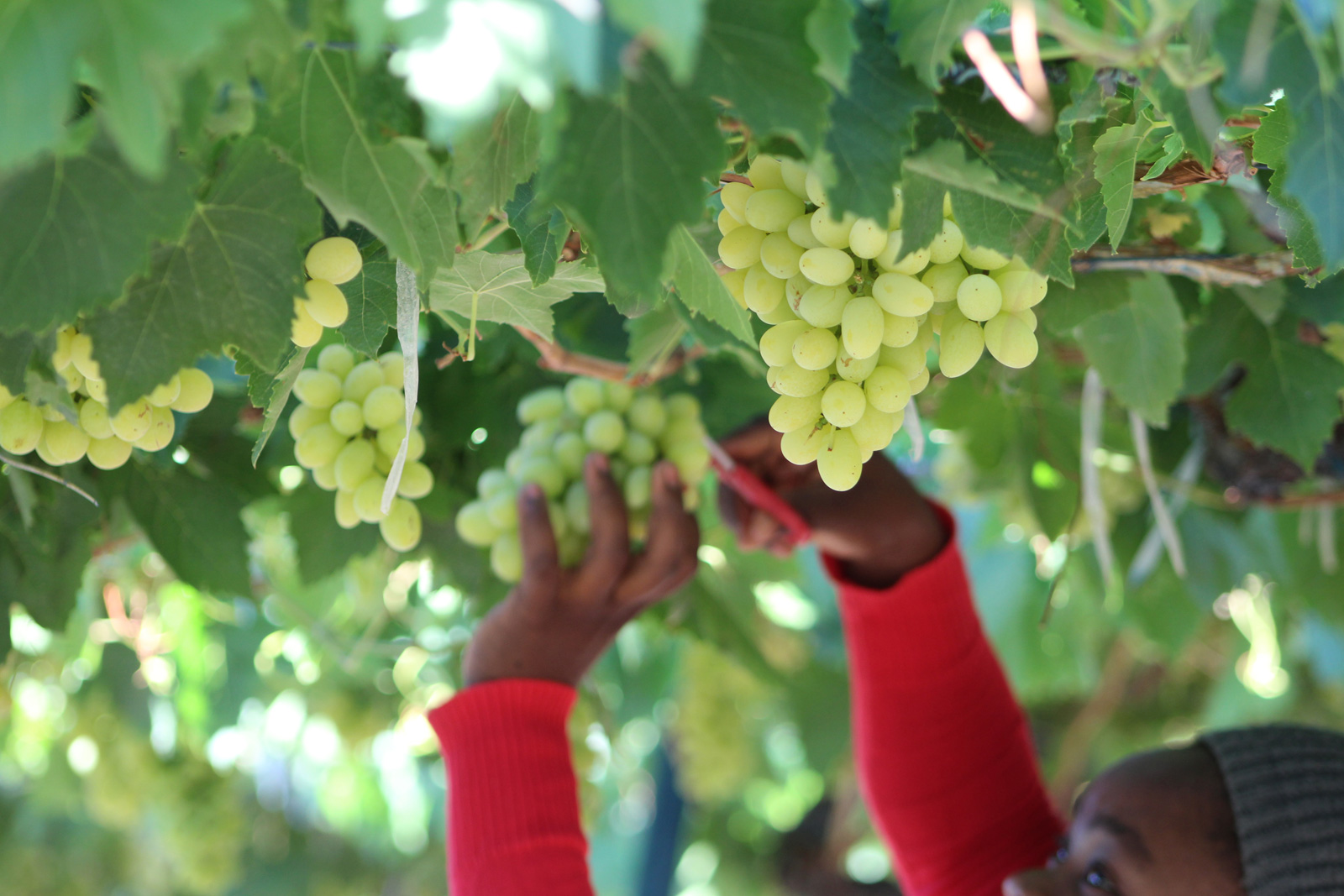 Sun Shines On Namibian Grape Growers – Eagle FM