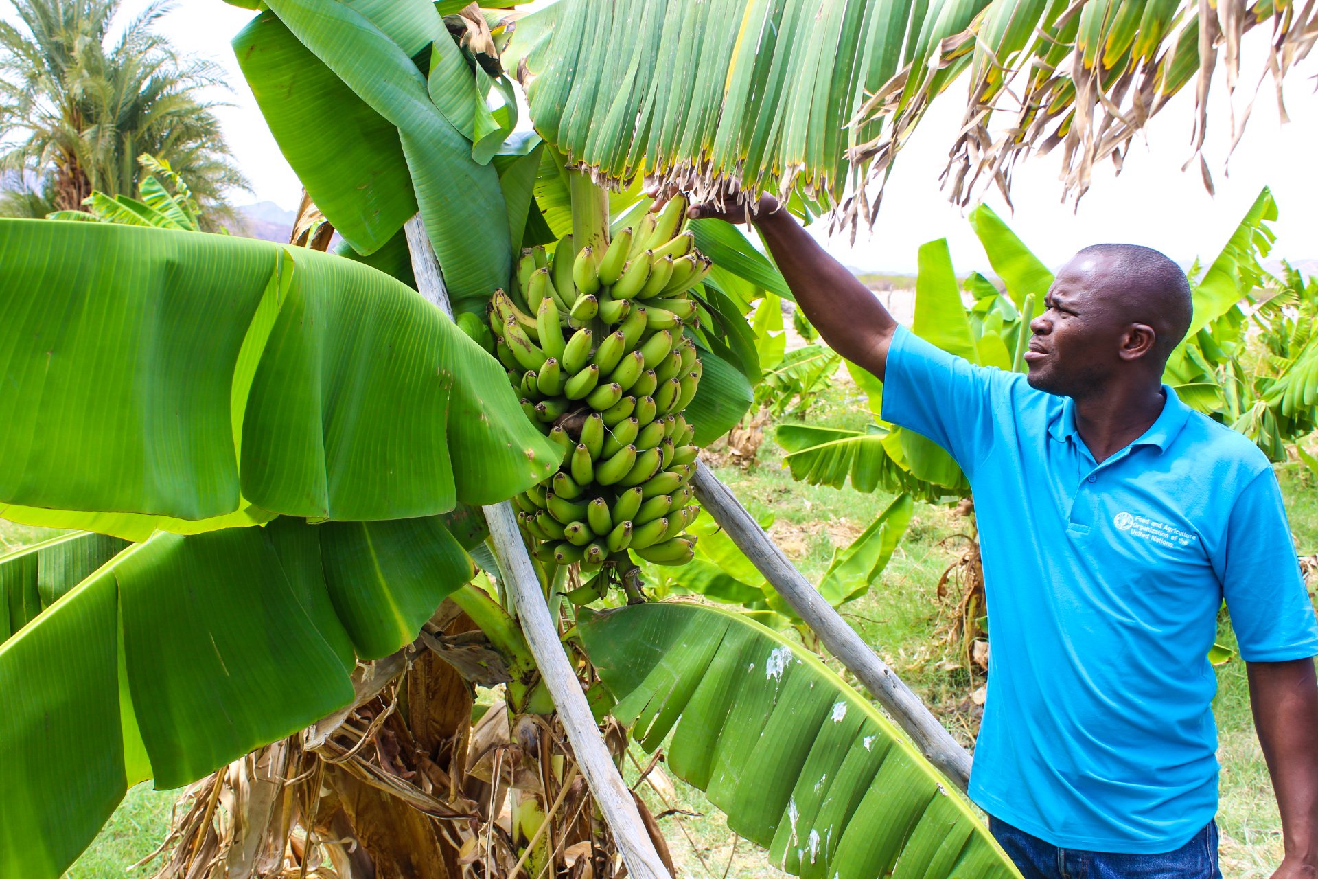 Namibia to Cultivate Its Own Banana Seedlings – Eagle FM