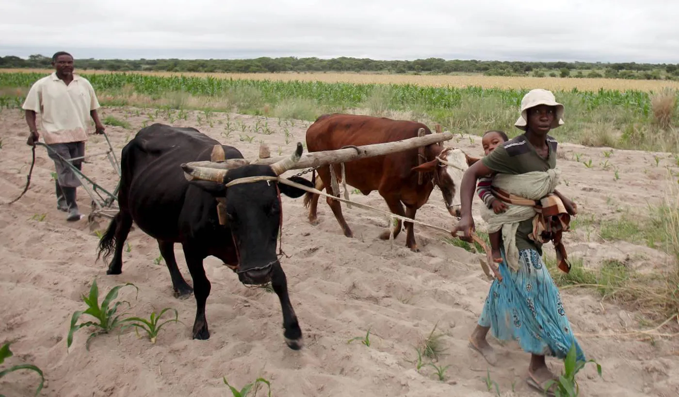 Lack Of Grazing Space and Drought Pushes Namibian Farmers Into Angola ...