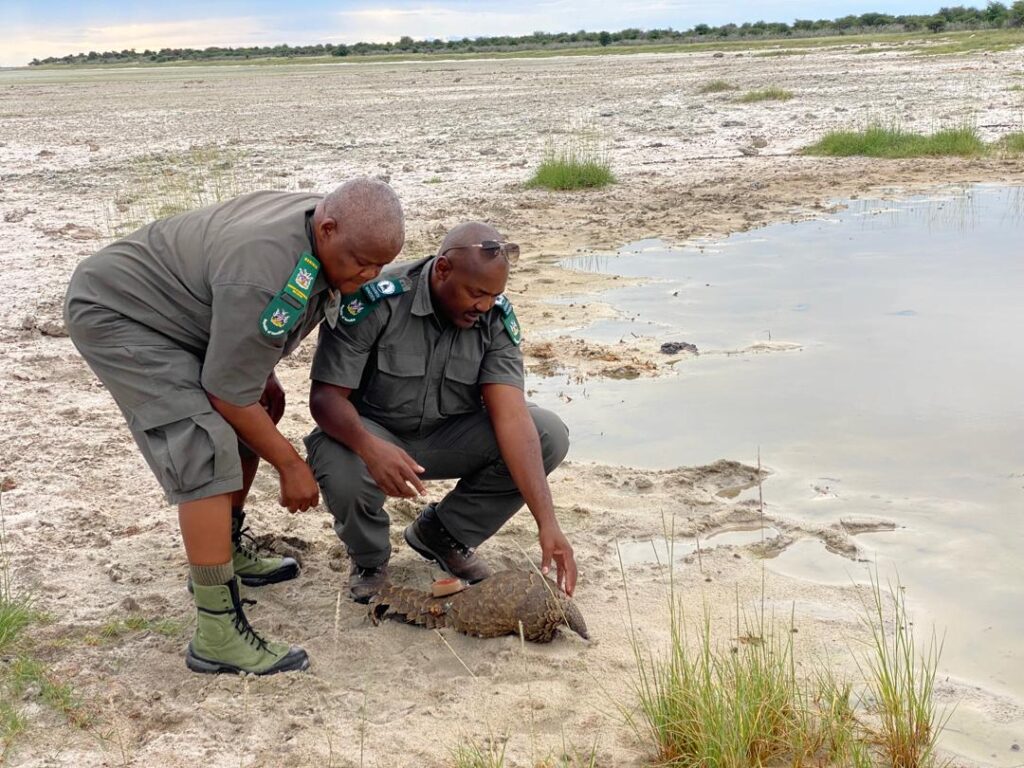 Kavango Regions Report Highest Pangolin Poaching Cases – Eagle FM